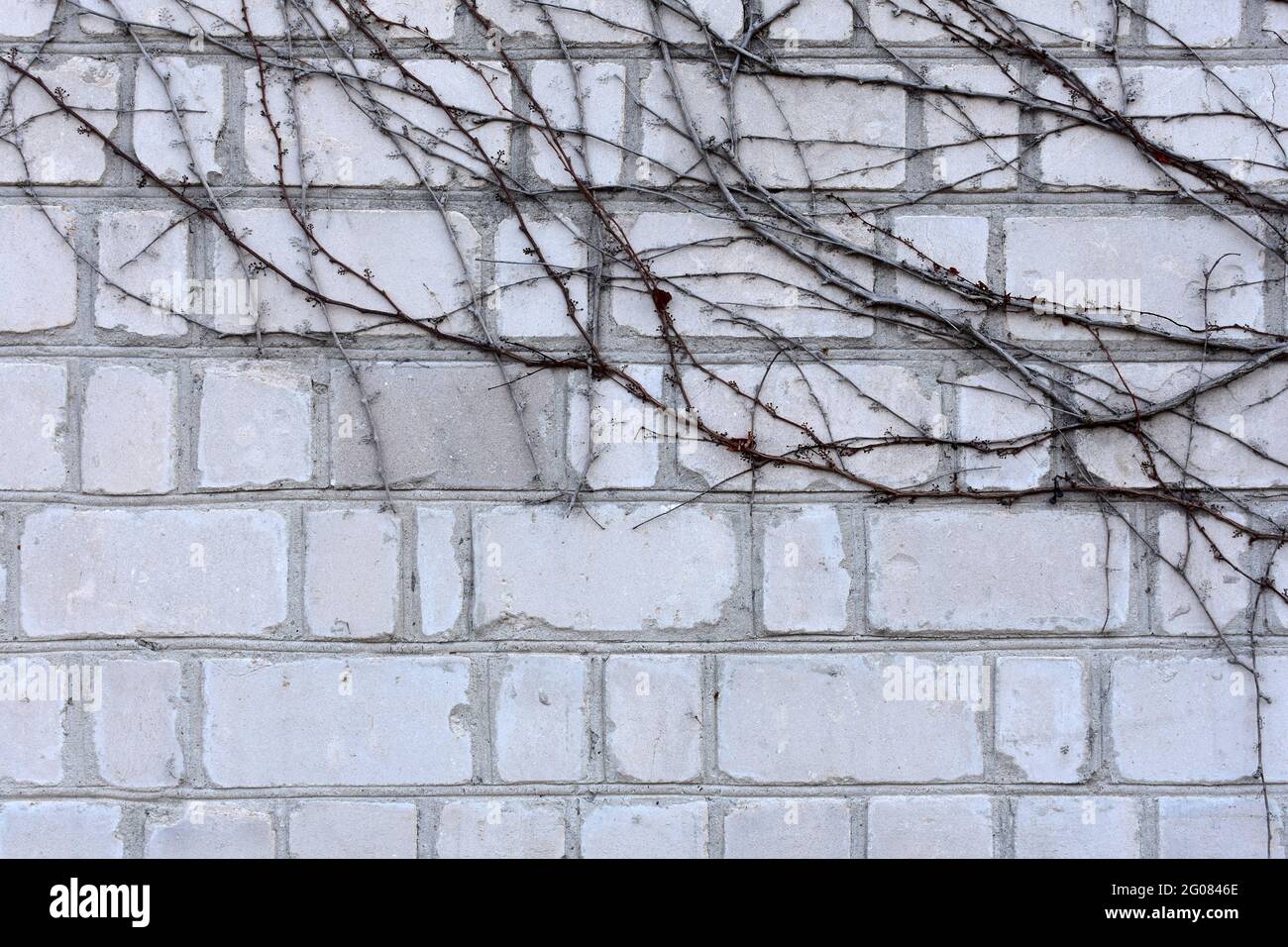 Climbing tree branches on a stone wall Stock Photo - Alamy