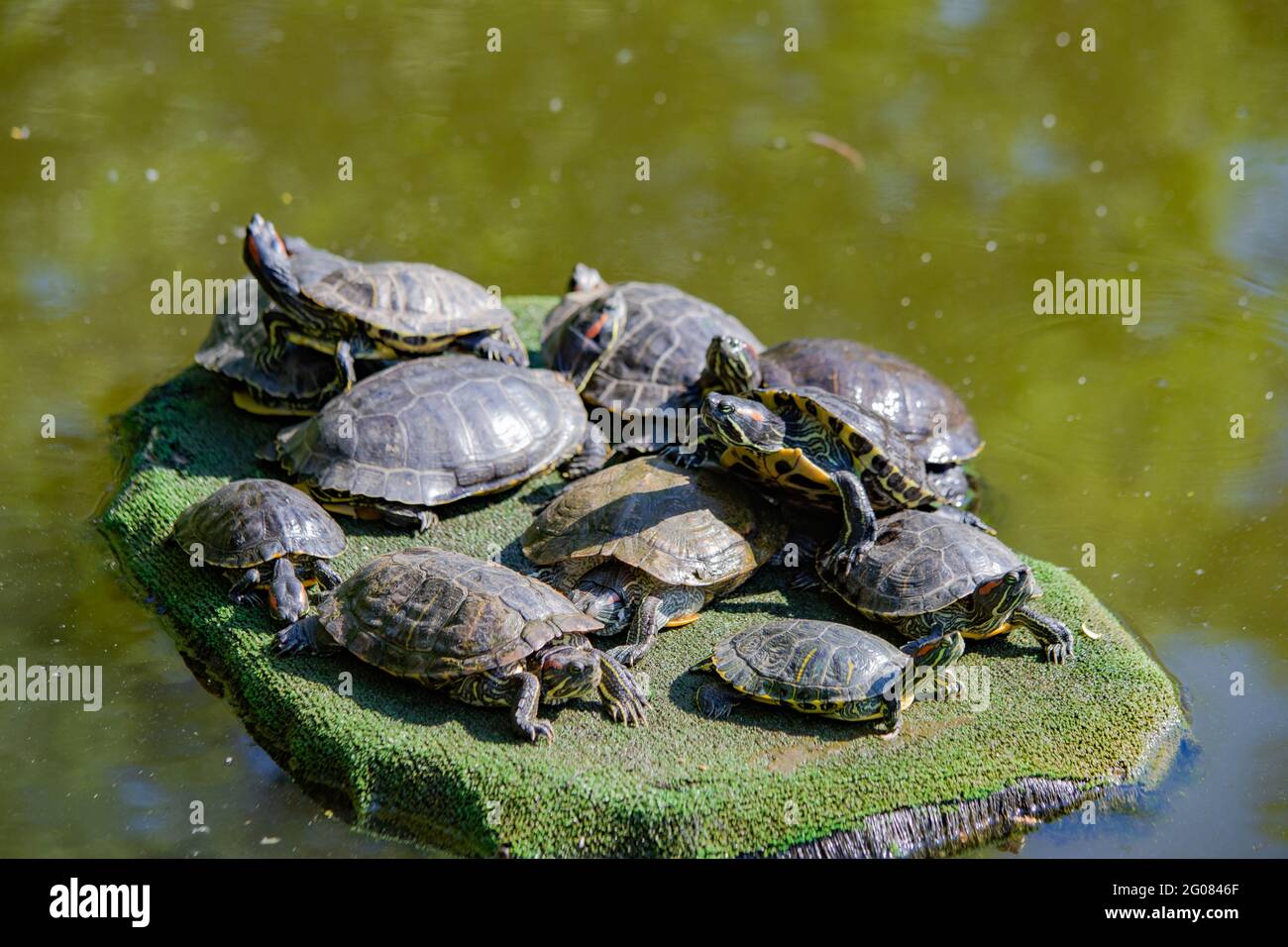 Turtles on lake in hi-res stock photography and images - Alamy