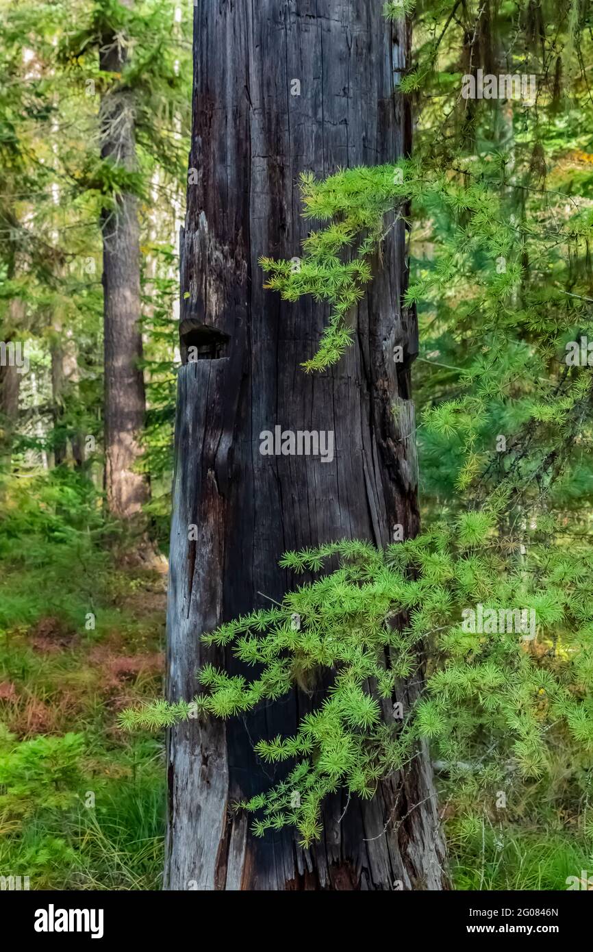 Historic springboard notch from logging 100+ years ago, Cabin City ...