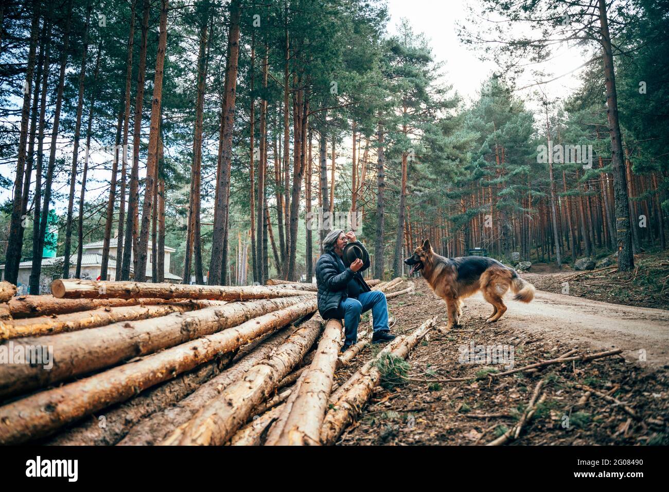 Side view of man sitting in a tree trunk near coniferous trees with ...
