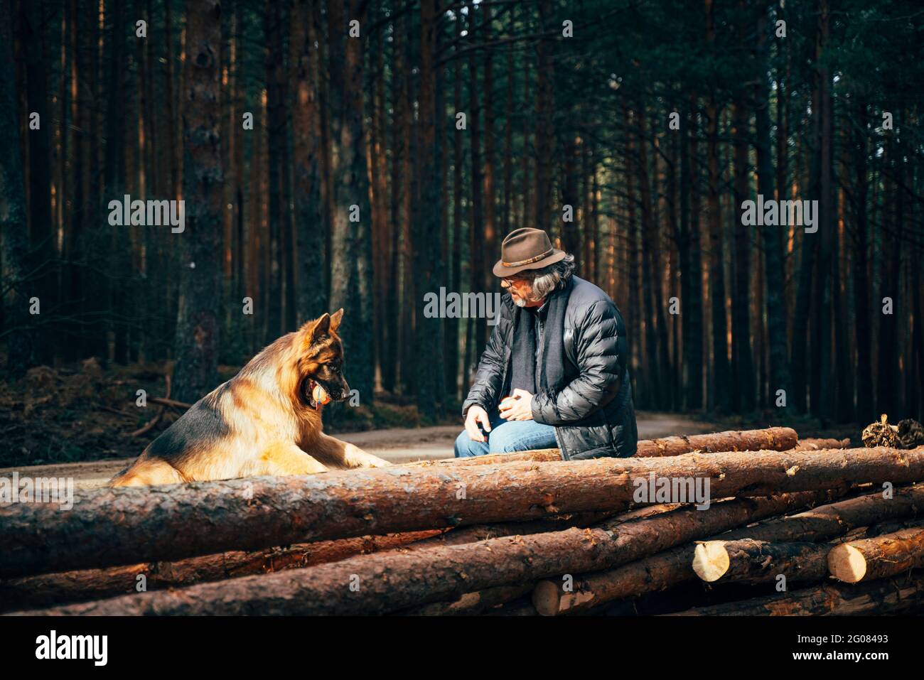 Side view of man sitting in a tree trunk near coniferous trees with ...