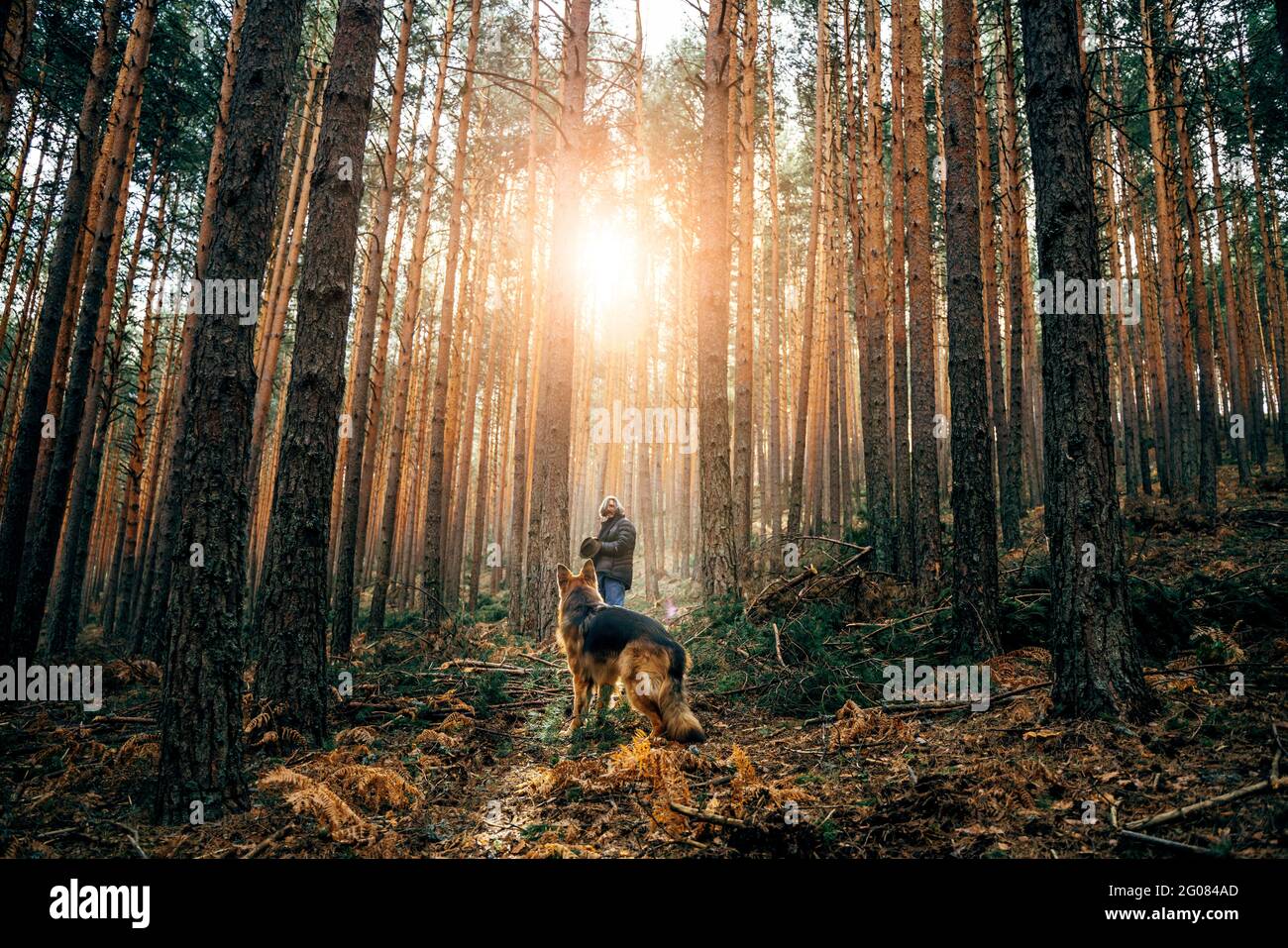 Side view of man walking with domestic dog between coniferous trees in ...