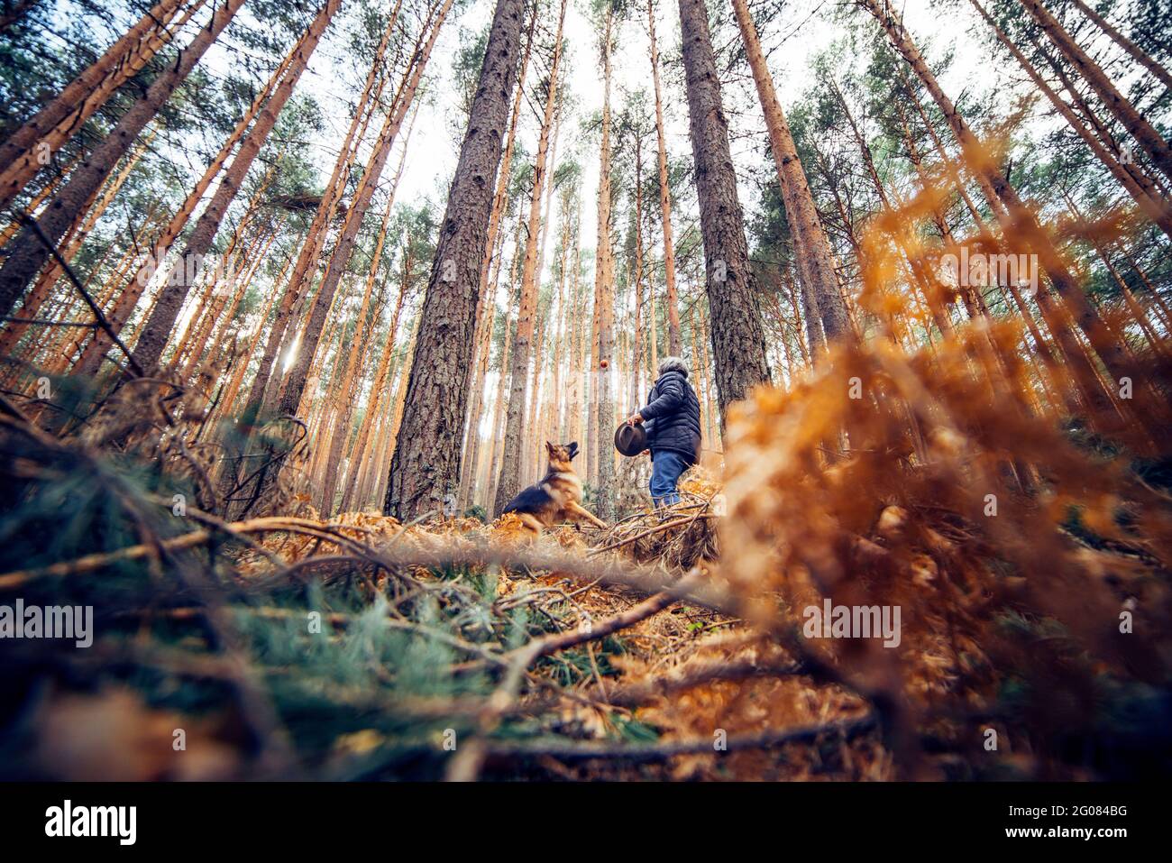 Side view of man walking with domestic dog between coniferous trees in ...
