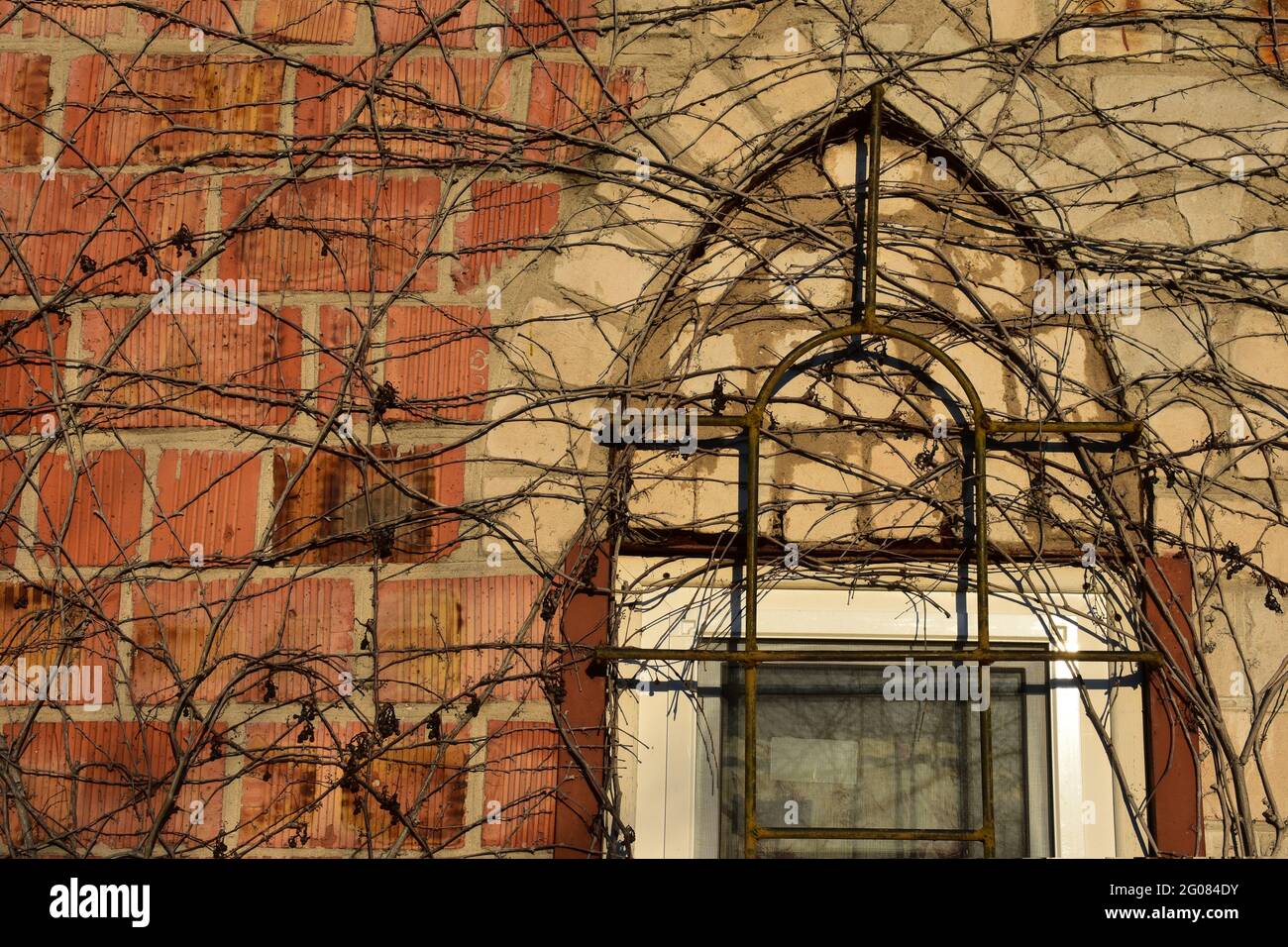 Climbing tree branches on a stone wall with a window Stock Photo - Alamy