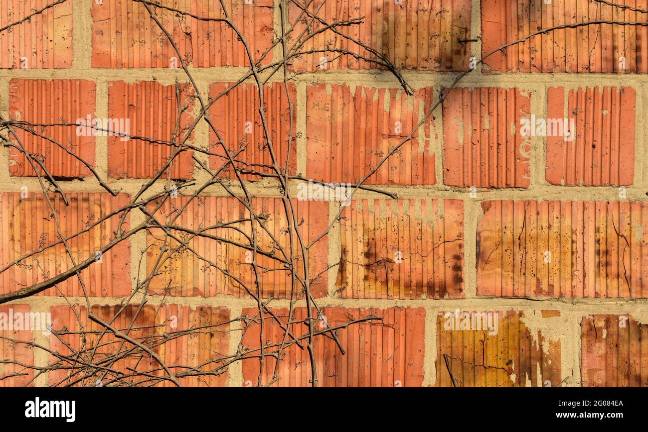 Climbing tree branches on a stone wall Stock Photo - Alamy