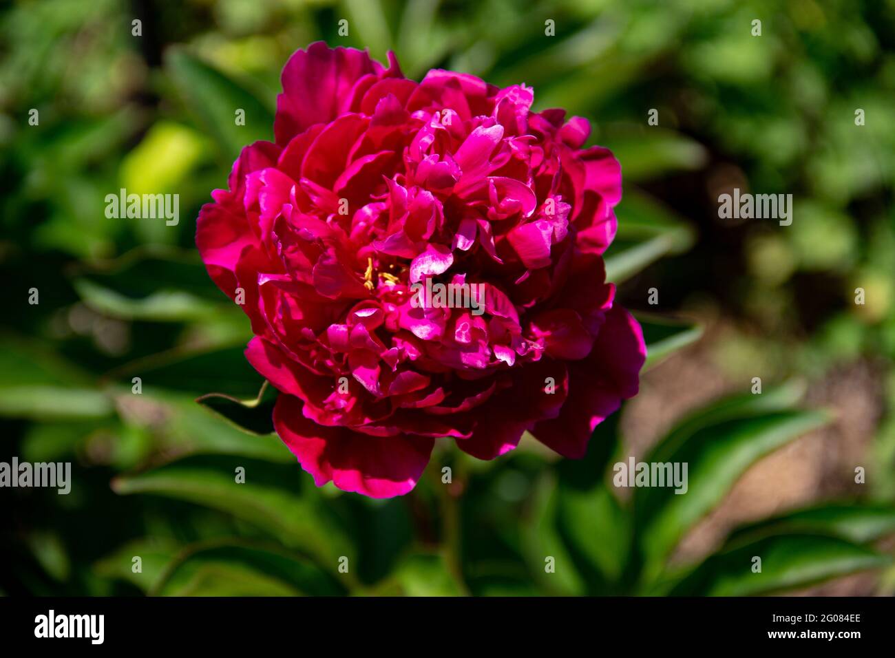 Close up of single dark pink peony flower with green background Stock ...