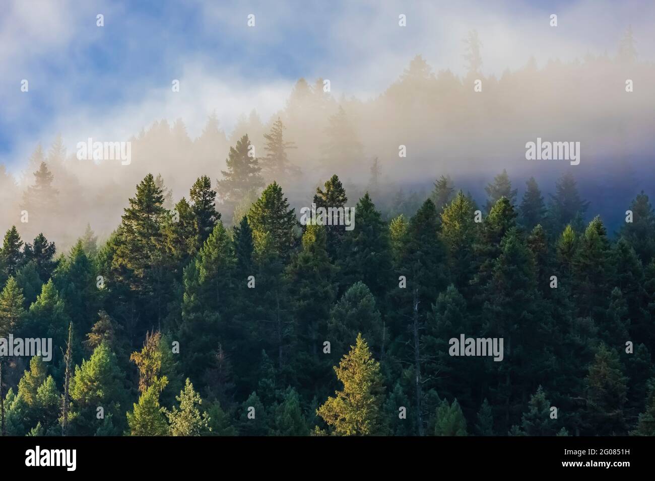 Vast forest with foggy clouds in the mountains viewed from Interstate ...