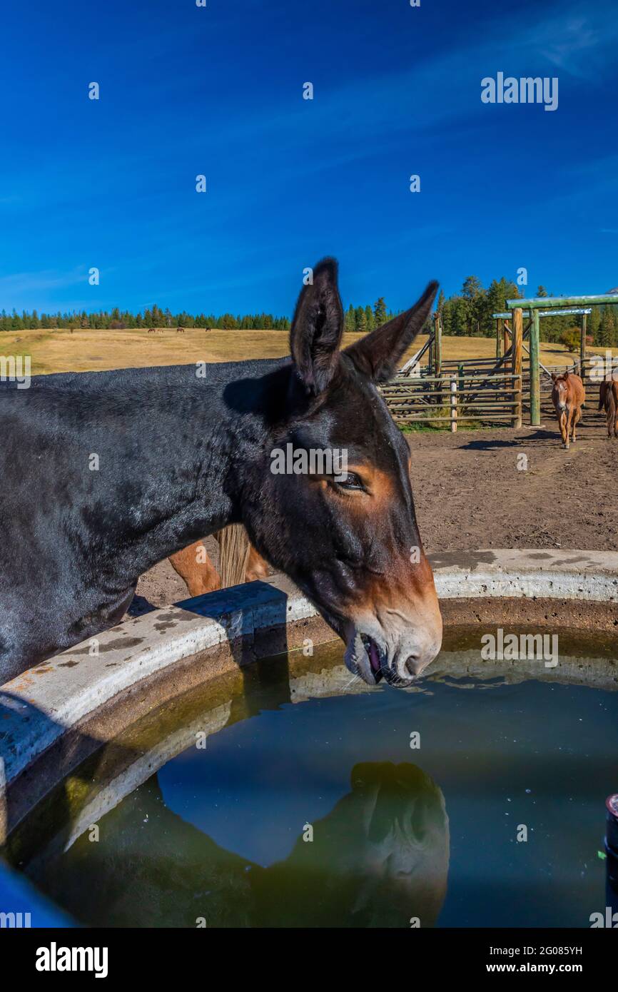 Mule, used in forest work, drinking from a tank at Ninemile Ranger ...