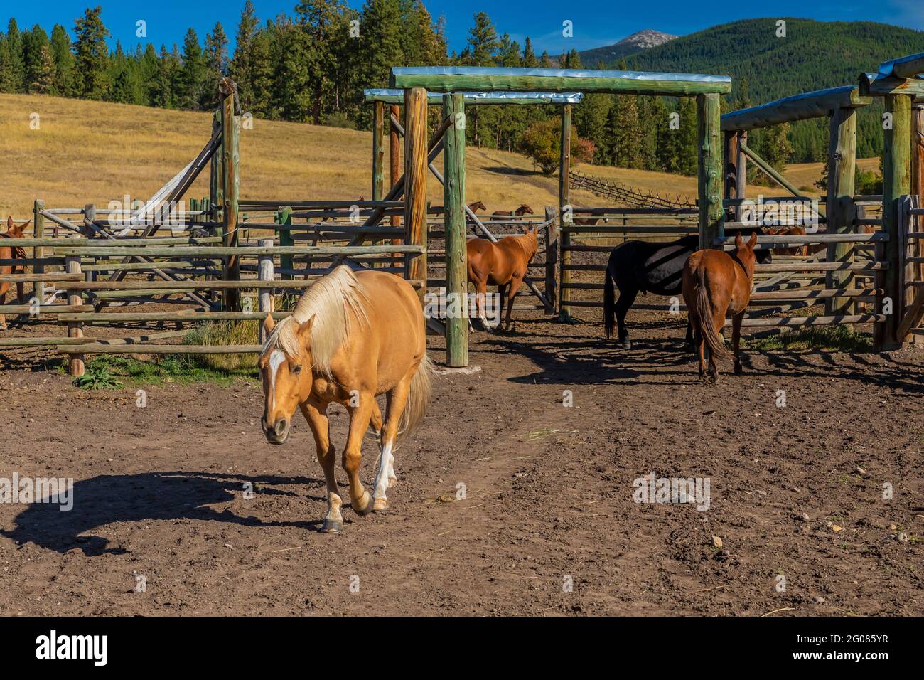 Lolo national forest hi-res stock photography and images - Alamy