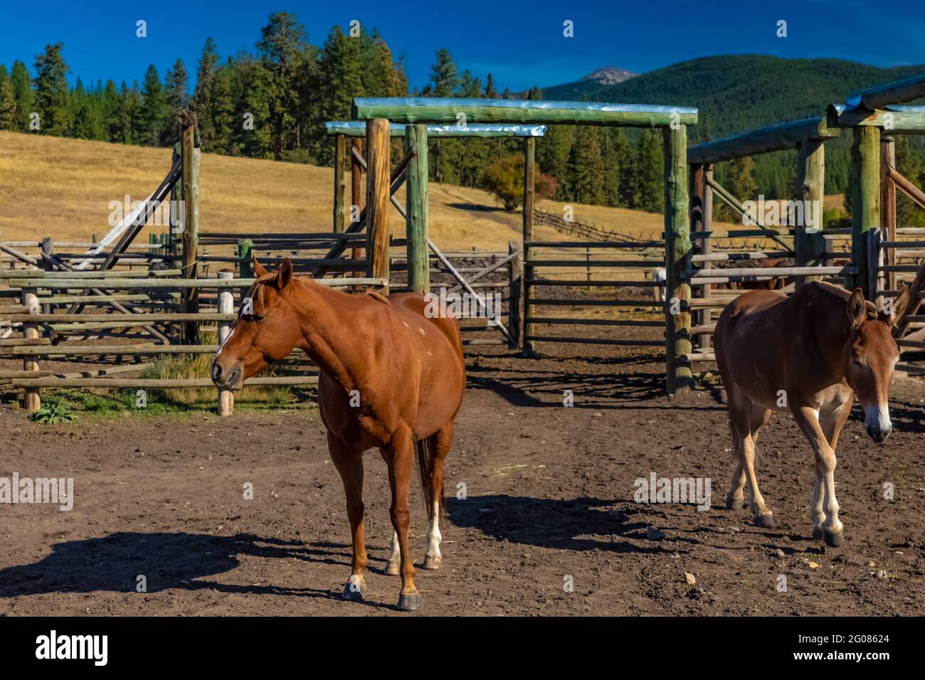 Comparison of horse and mule at Ninemile Ranger Station, Lolo National ...