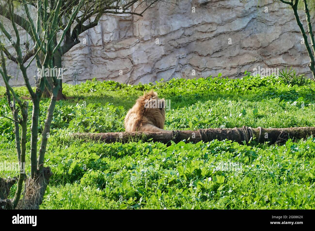 Back view of a lion lying on a green grassy field by the wood on a ...