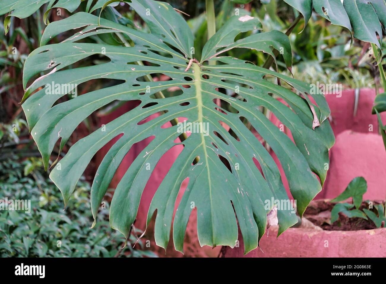 Closeup shot of a green big leaf of the Monstera Deliciosa plant in the ...