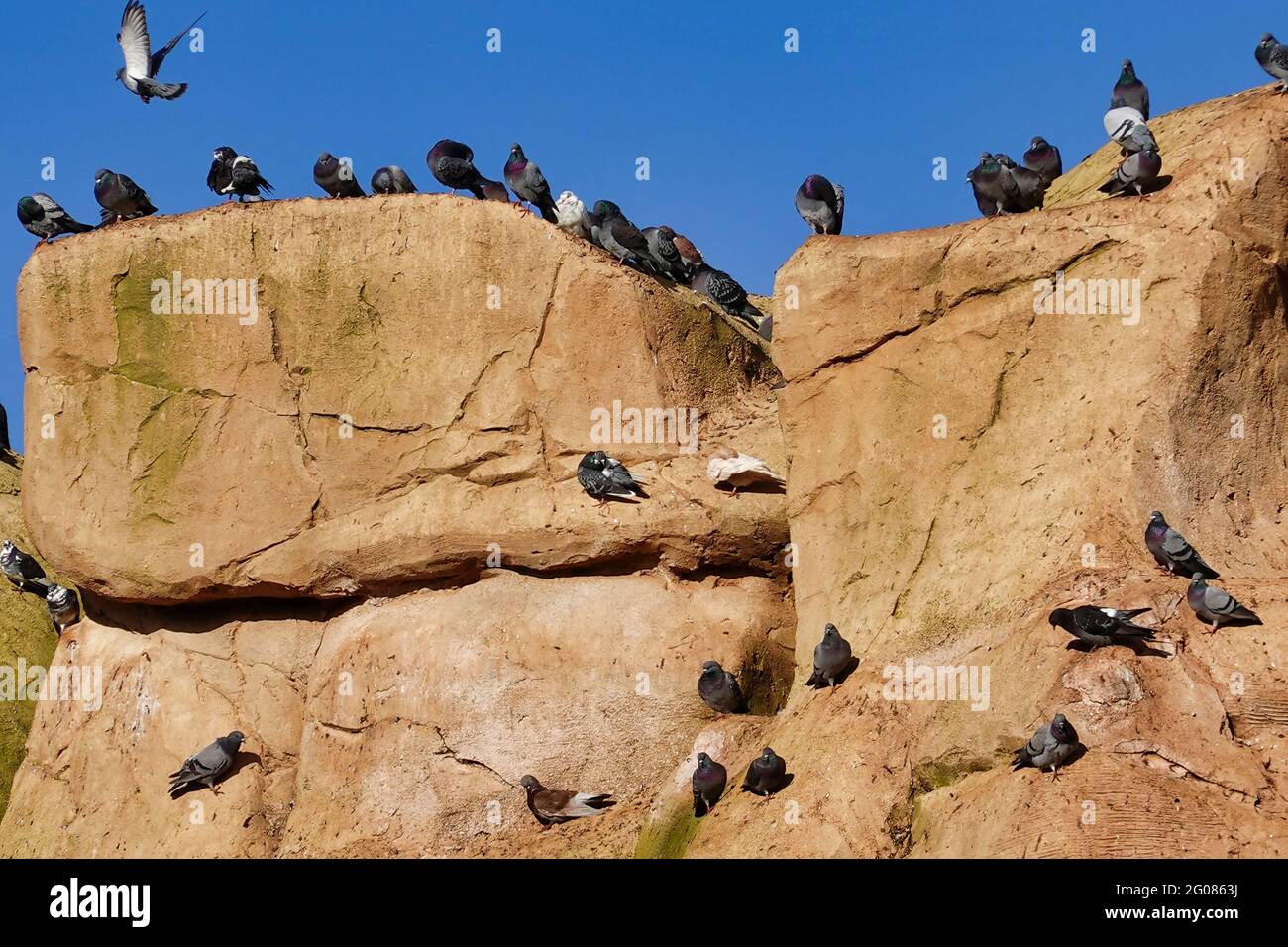 Large group of doves resting on a rock cliff under a blue cloudless sky ...
