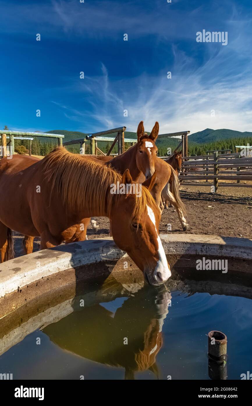 Horse and mule coming for water at Ninemile Ranger Station, Lolo ...