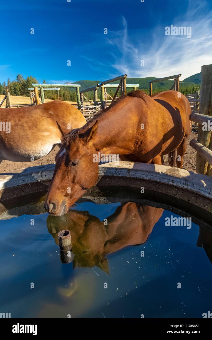 Horse, used in forest work, drinking from a tank at Ninemile Ranger ...