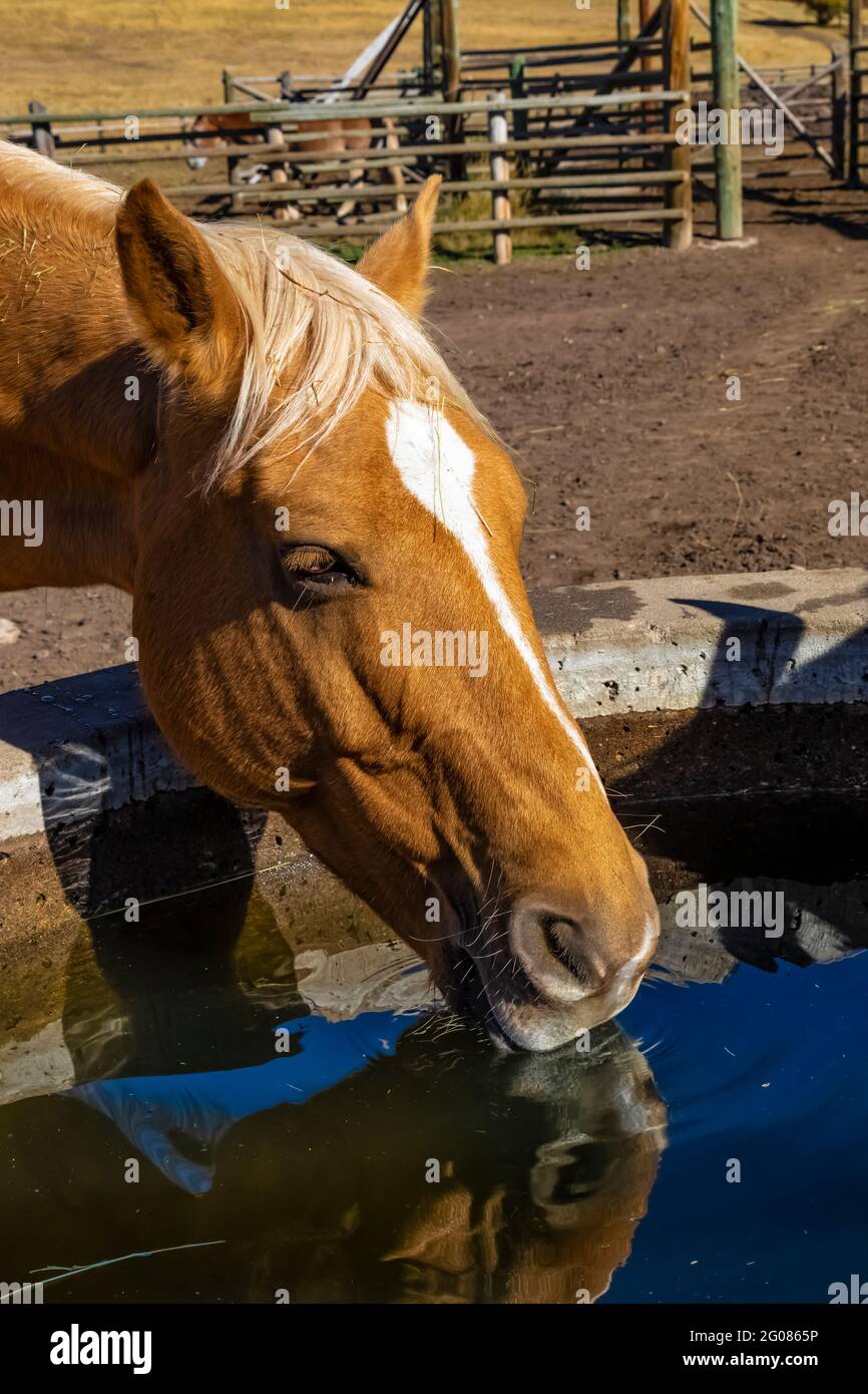 Horse, used in forest work, drinking from a tank at Ninemile Ranger ...