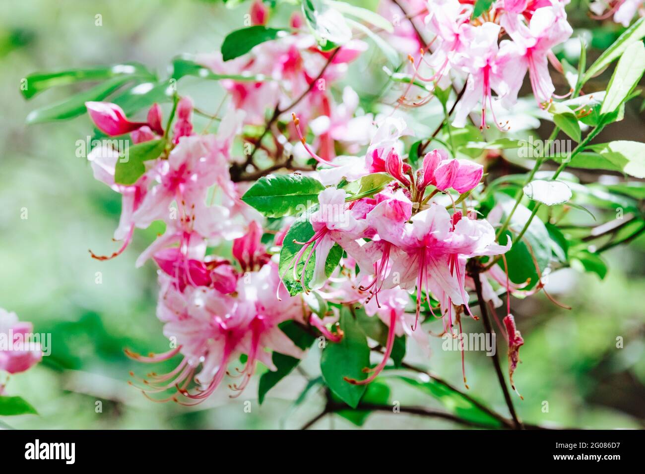 Azalea bush hi-res stock photography and images - Alamy