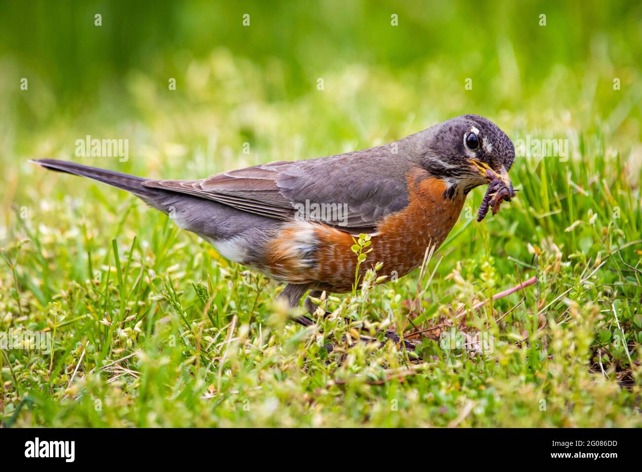 Robin with full beak hi-res stock photography and images - Alamy