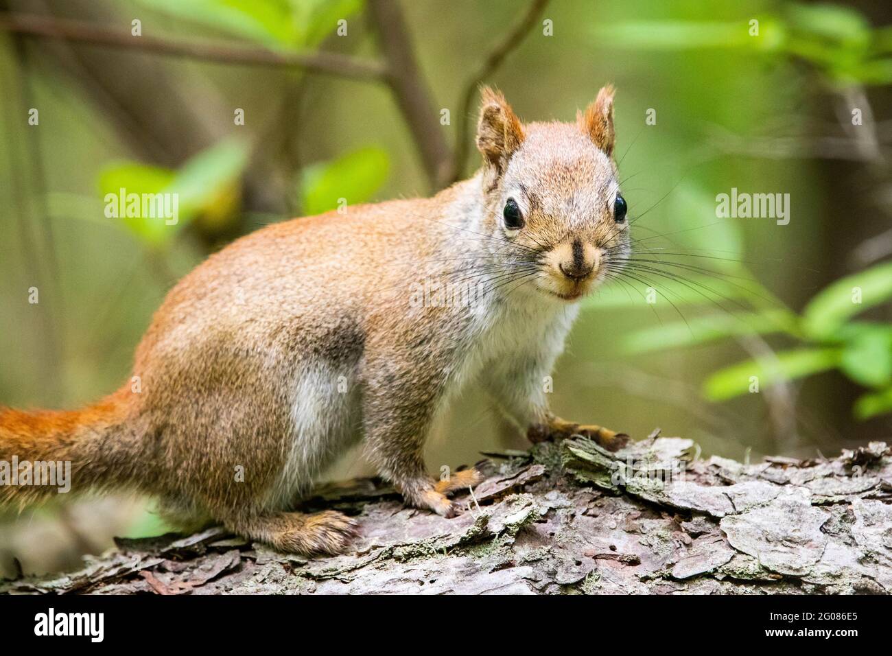 Curious young squirrel in the forest staring in the camera alone Stock ...