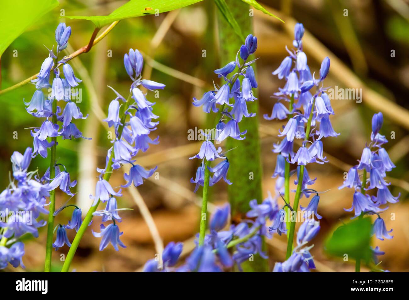 Bluebell spring flowers close up in the forest at spring Stock Photo ...