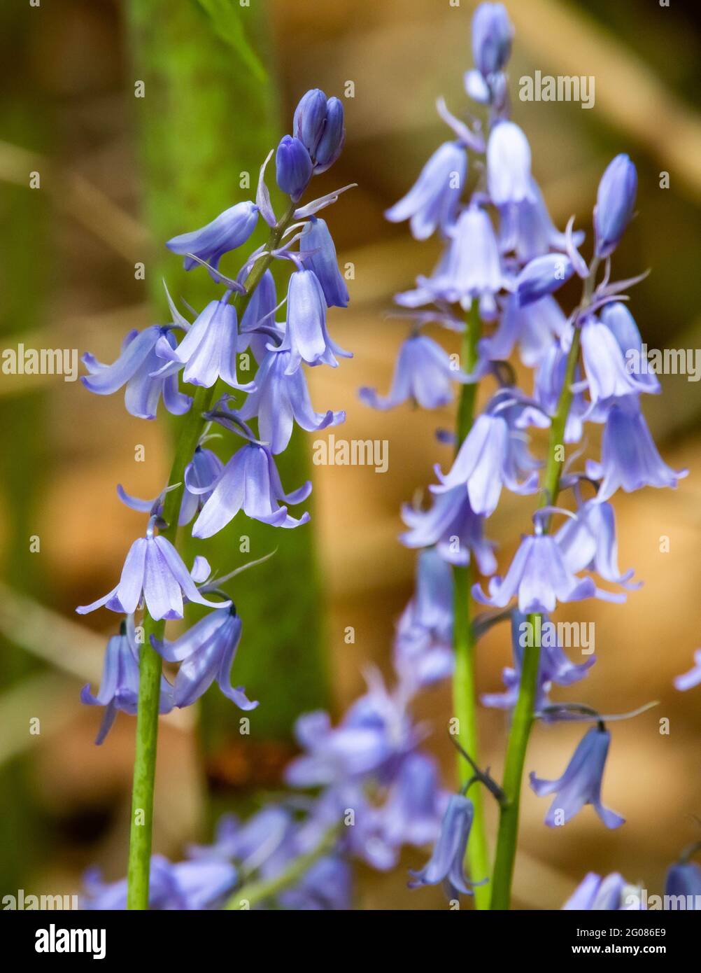 Bluebell spring flowers close up in the forest at spring Stock Photo ...