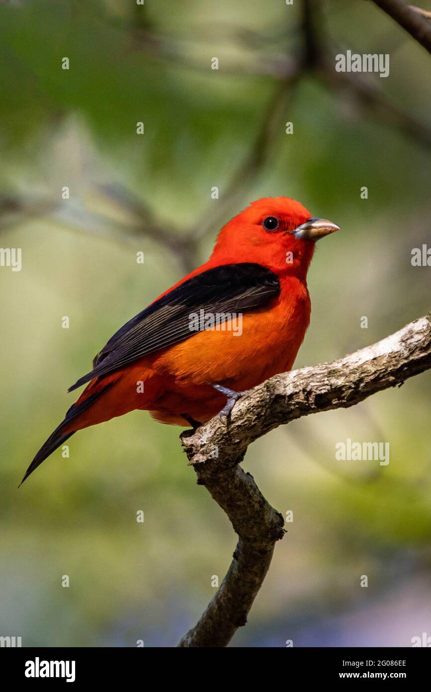 Species scarlet tanager hi-res stock photography and images - Alamy