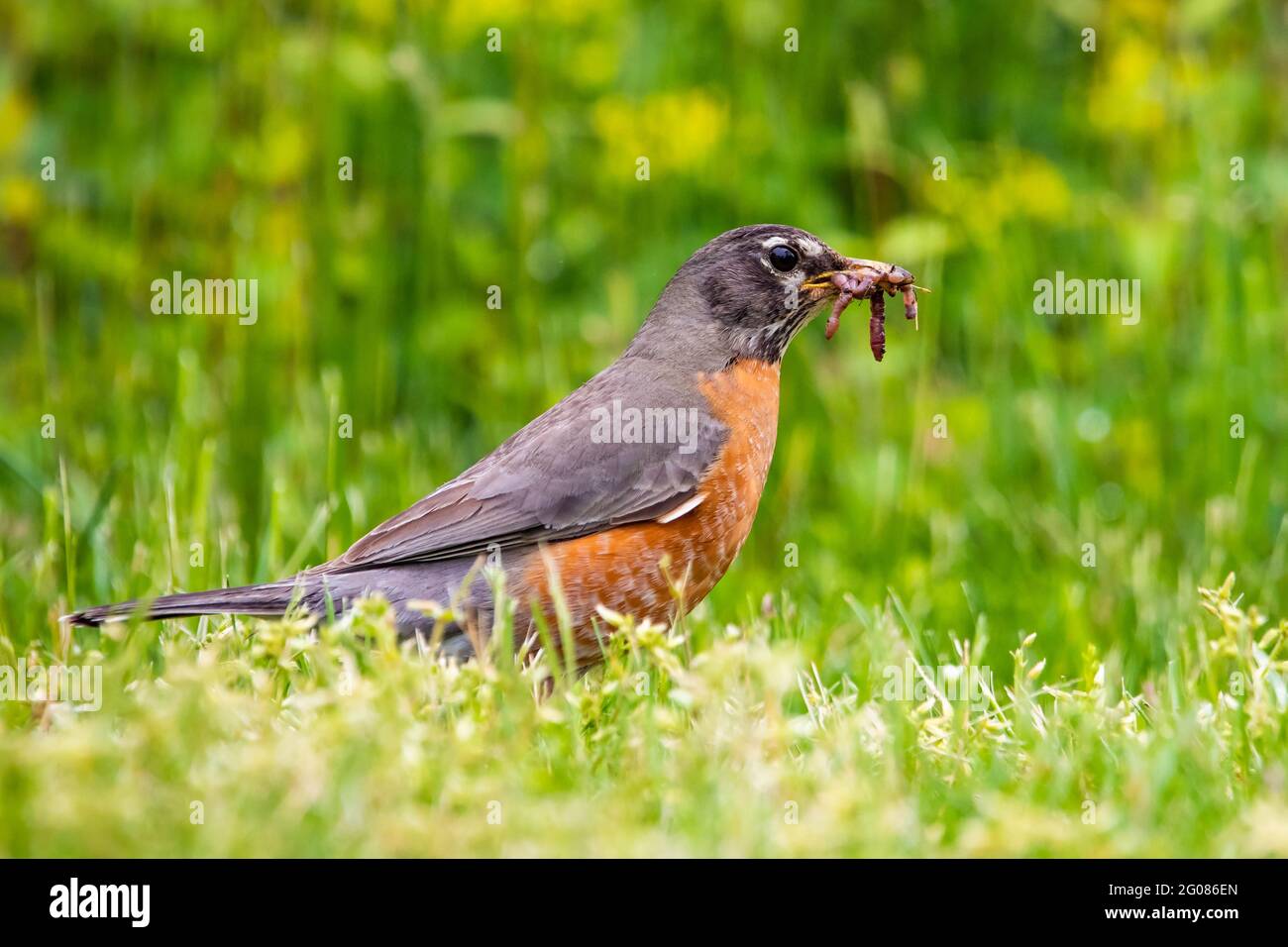Robin with full beak hi-res stock photography and images - Alamy
