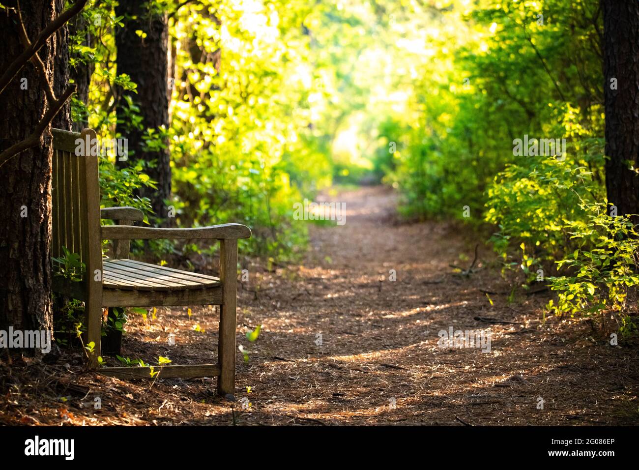 Empty wooden bench at morning sunshine in the forest path Stock Photo ...