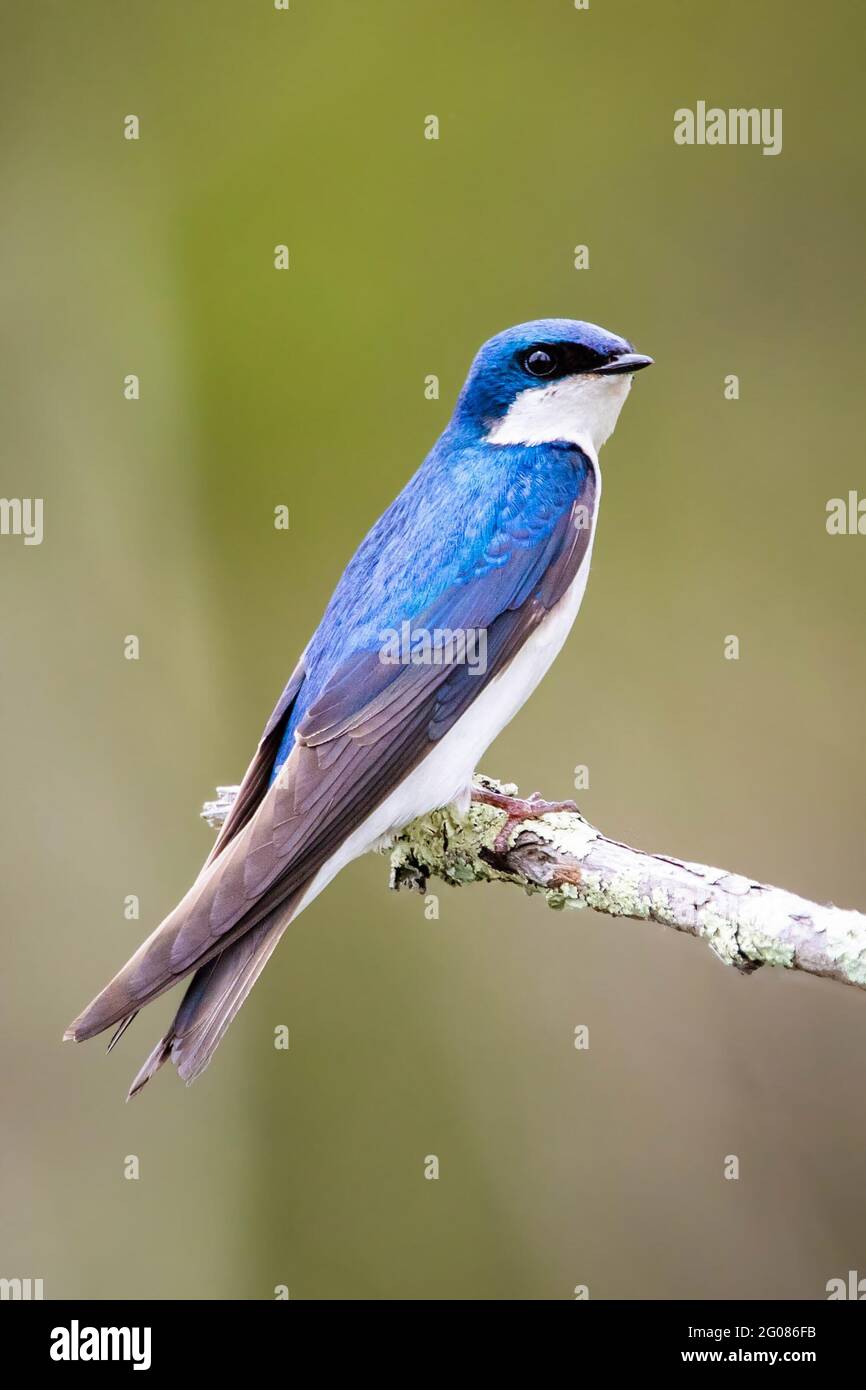 Beautiful tree swallow close up portrait on the tree alone Stock Photo ...