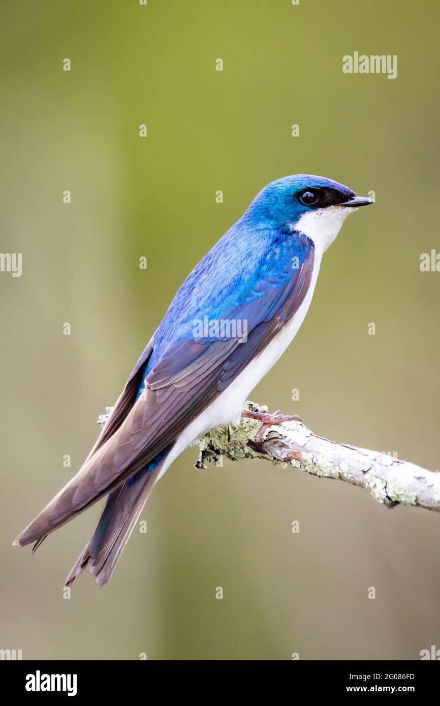 Swallow close up hi-res stock photography and images - Alamy