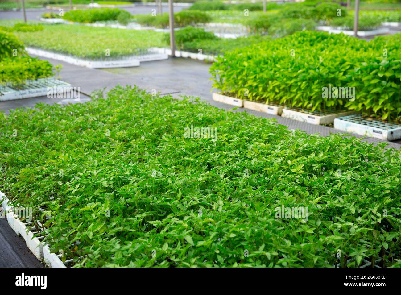Growing seedlings of vegetables at plant nursery Stock Photo - Alamy