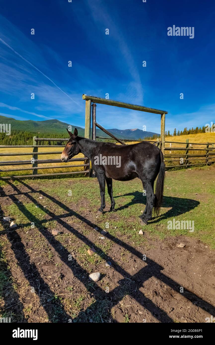 Working mule in corral at Ninemile Ranger Station, Lolo National Forest ...