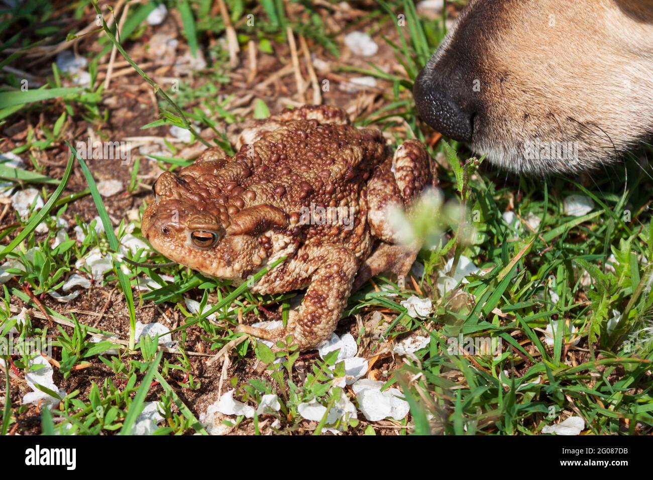 Greyish brown skin hi-res stock photography and images - Alamy