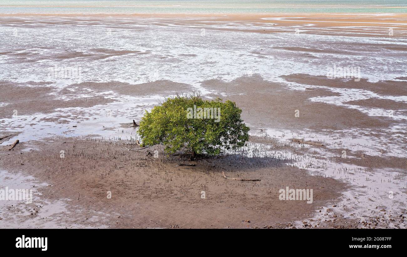 A lone mangrove tree on the beach at low tide Stock Photo - Alamy