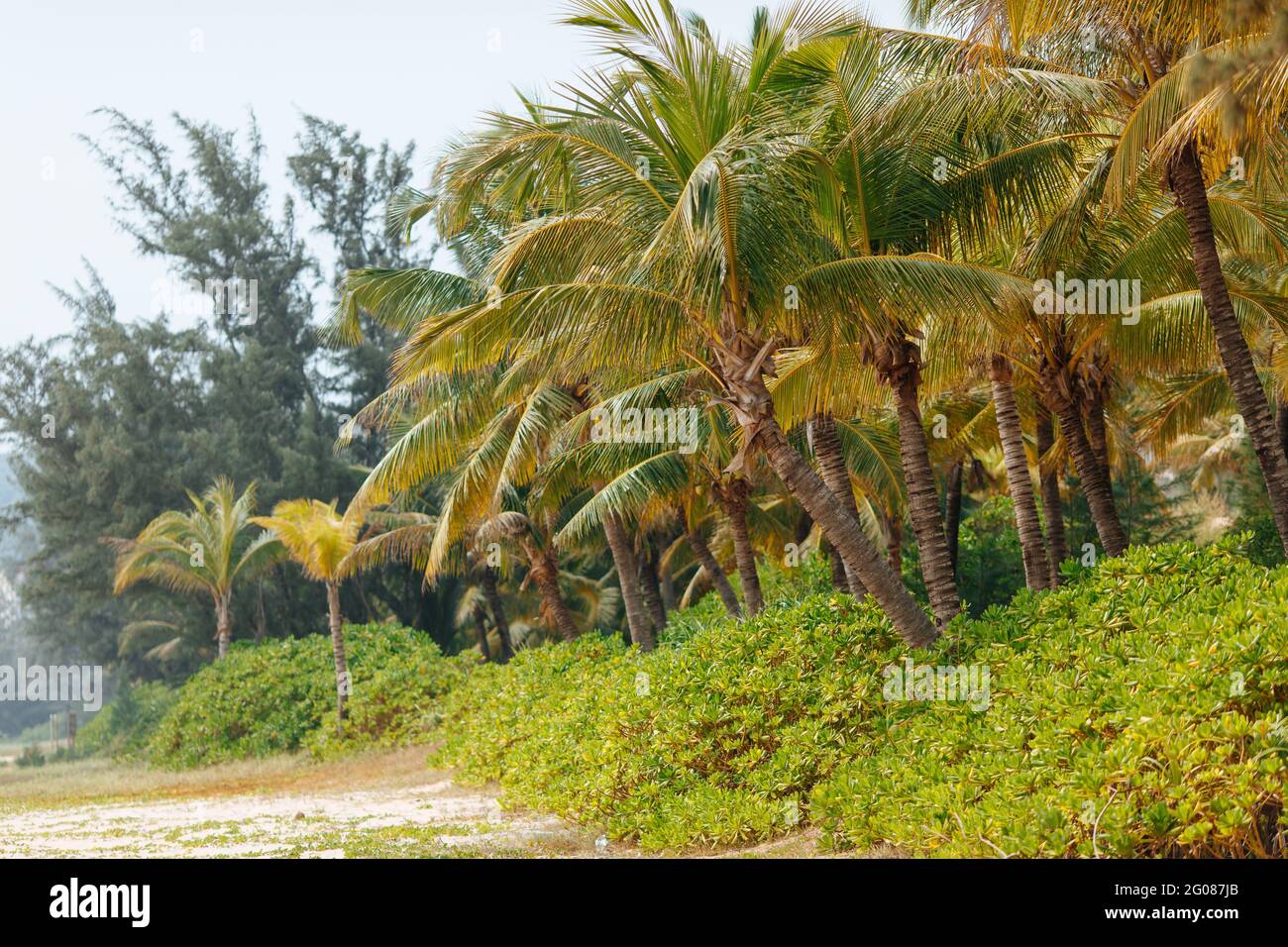 Beautiful sandy beach with tropical palm trees and bushes Stock Photo ...