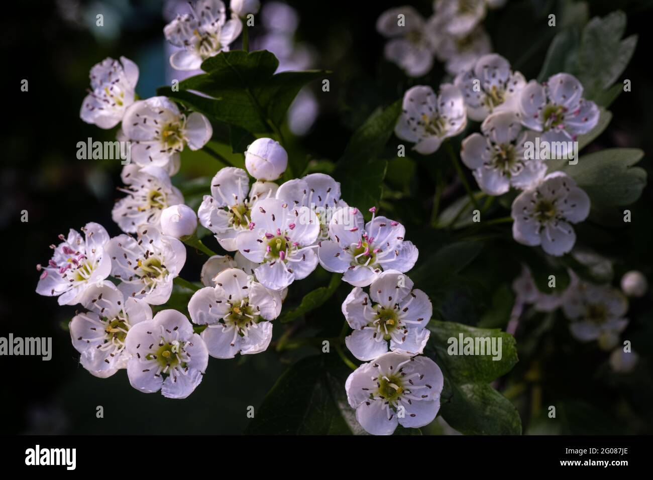 Hawthorn flowers hi-res stock photography and images - Alamy