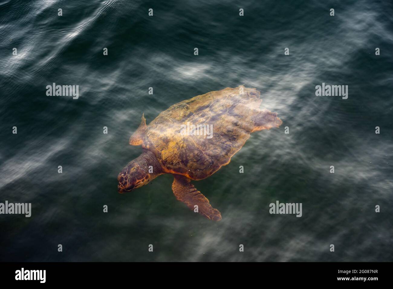 One big swimming sea turtle Caretta in Greece. This beautiful sea ...