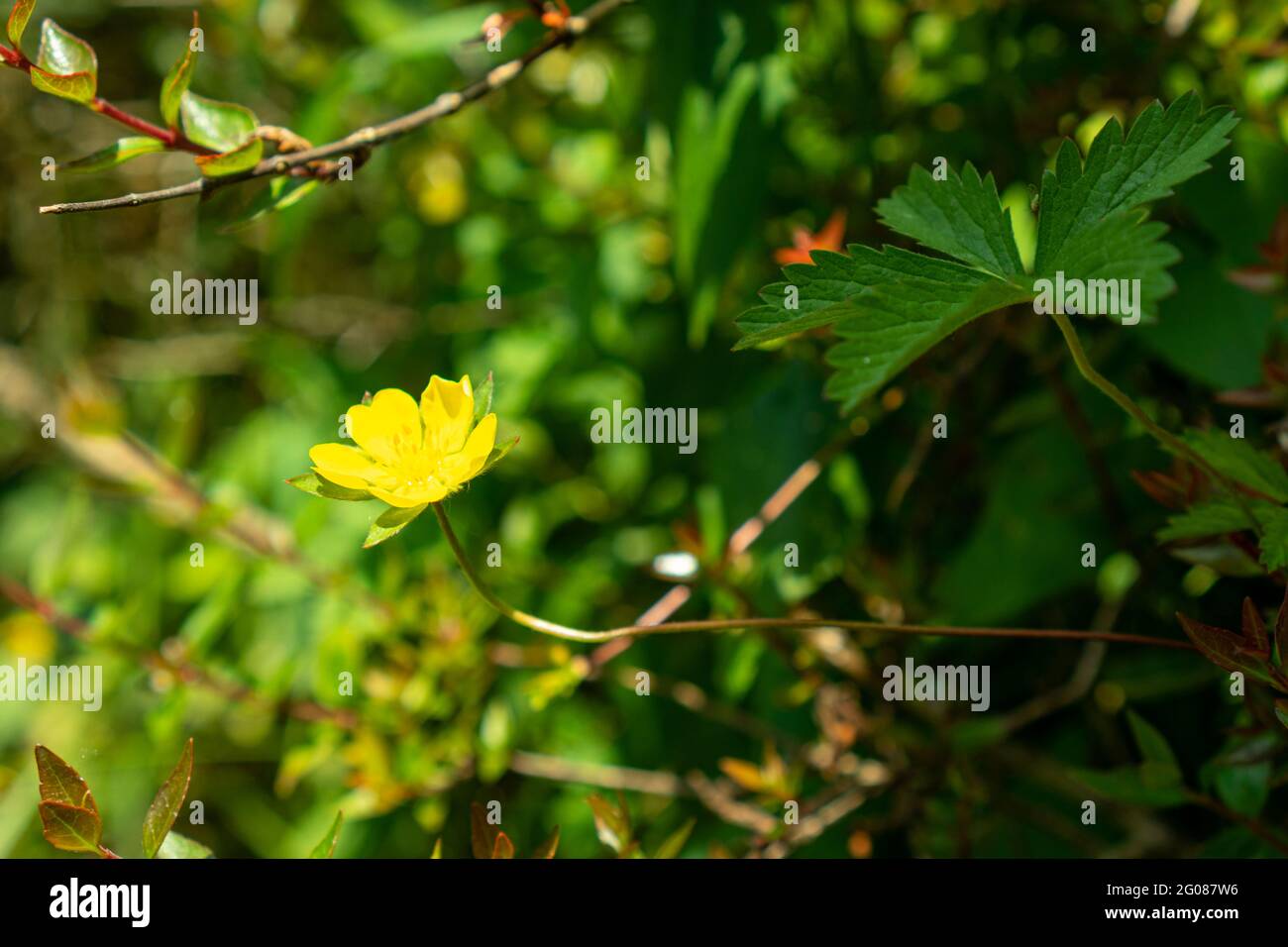 Closeup shot of a small yellow flower in a natural environment Stock ...