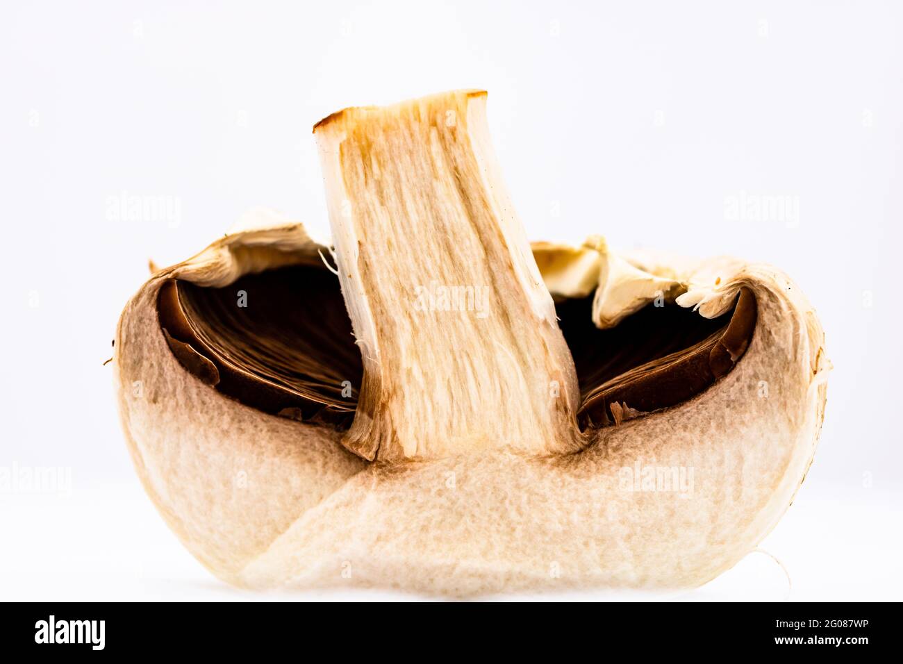 Closeup shot of a fresh champignon isolated on a white background Stock ...
