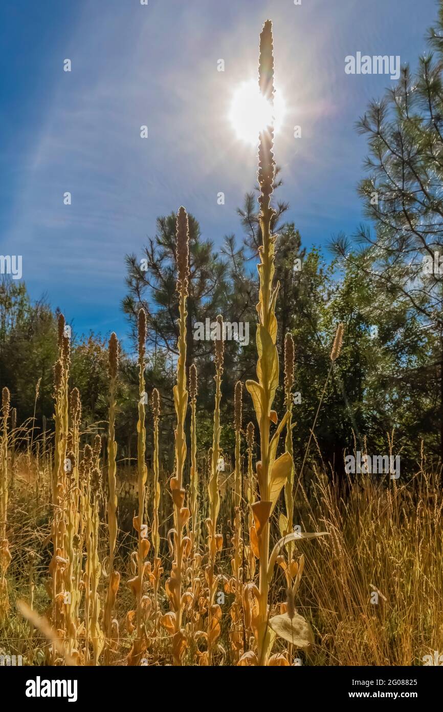 Common Mullein at the location of the Ninemile CCC Camp where so many ...
