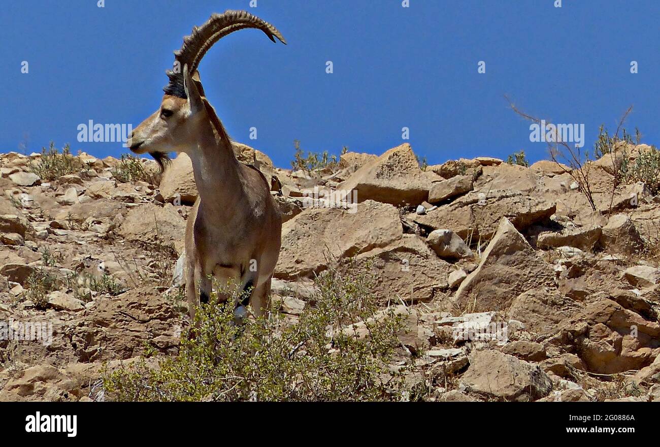 Desert ibex hi-res stock photography and images - Alamy