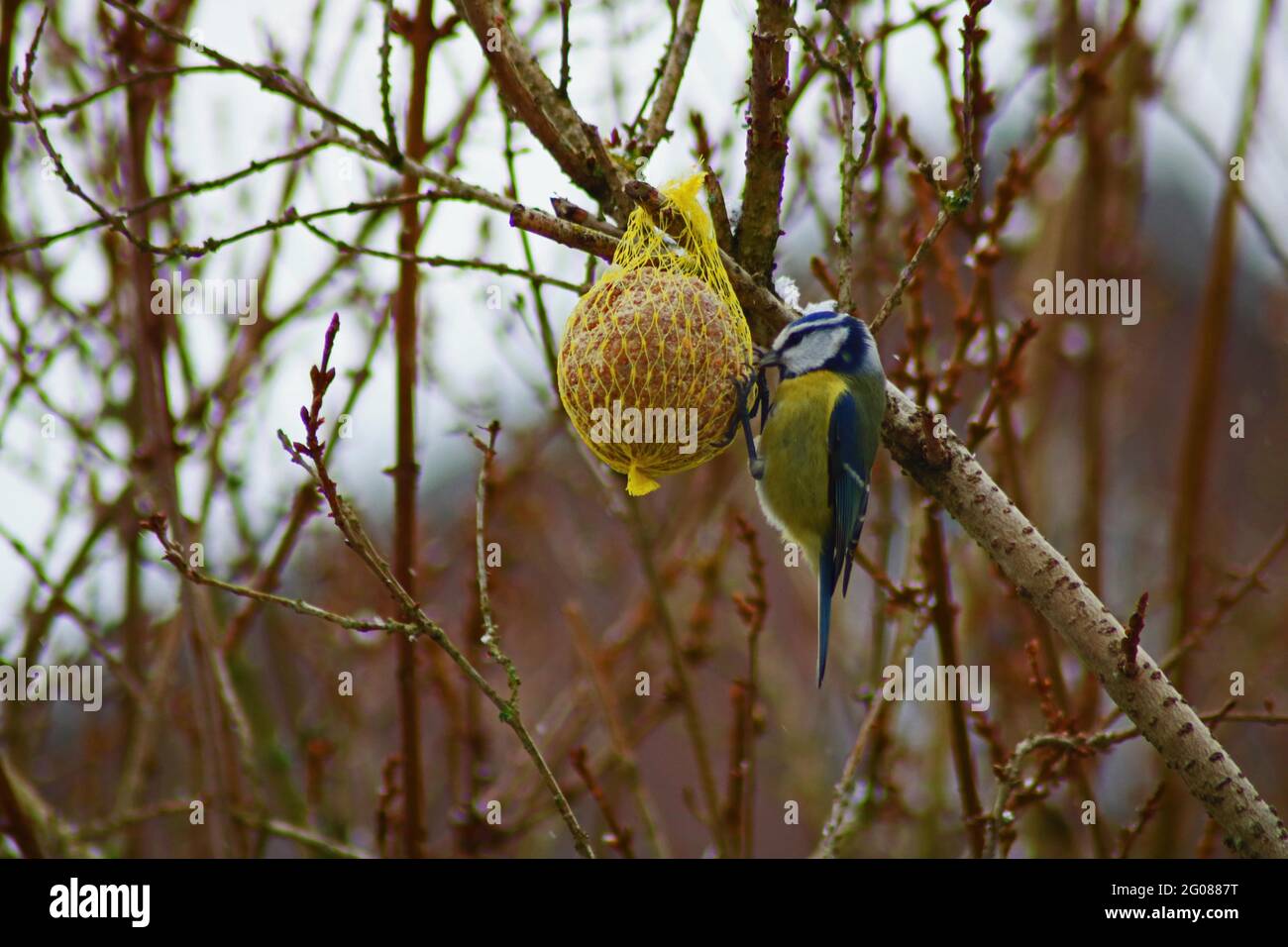 Titmouse bird eating from a yellow, round-shaped feeding net standing ...
