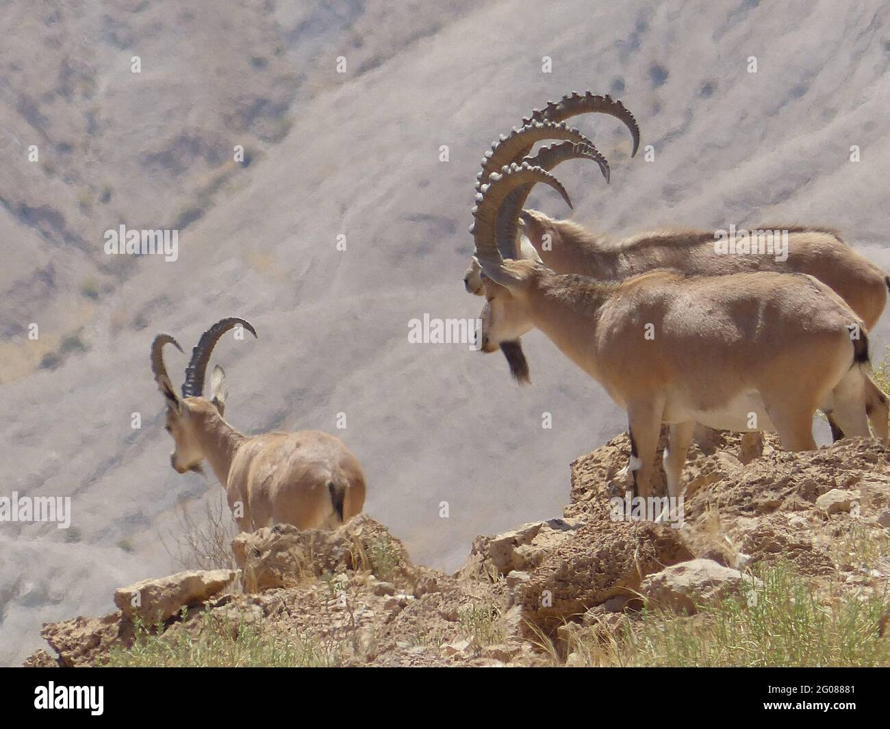 Ibex negev desert hi-res stock photography and images - Alamy