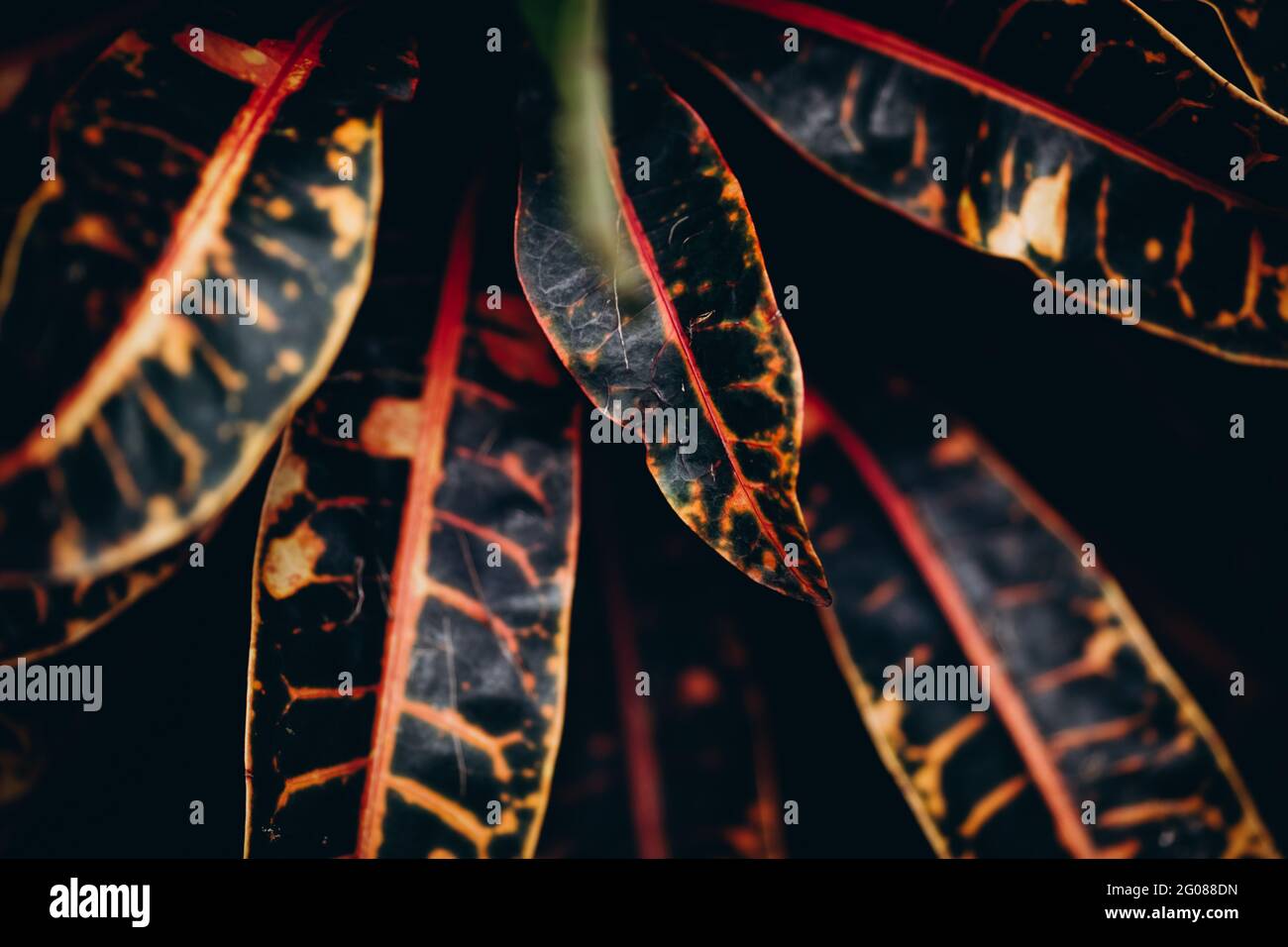 Beautiful colorful leaves of tropical plants Stock Photo - Alamy