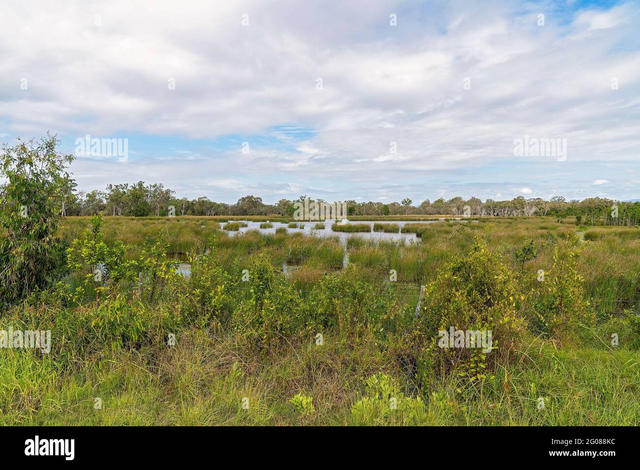 Wetlands ecosystem providing and environment for birds and other ...