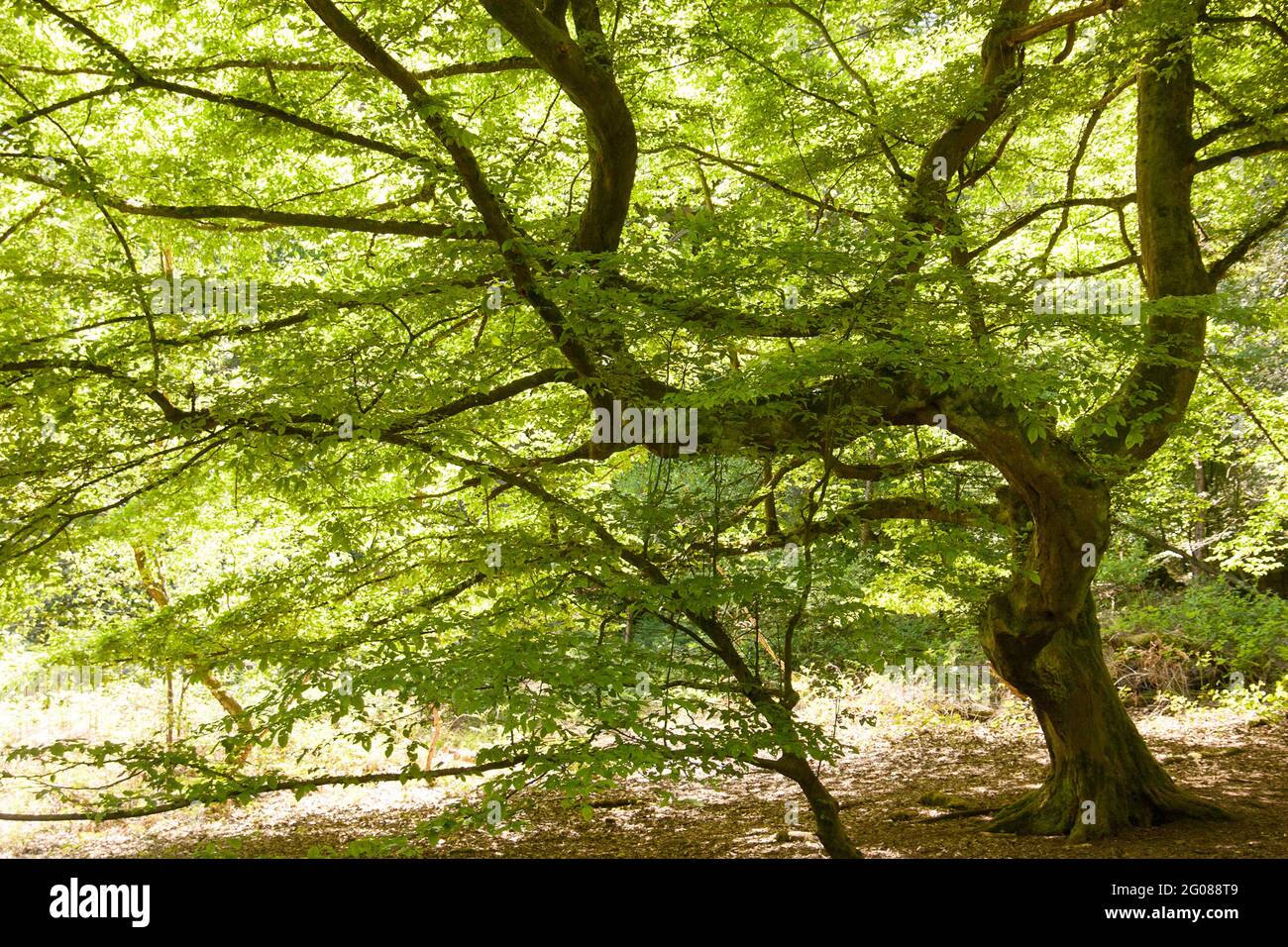 Broardstrood Epping Forest in early summer Stock Photo - Alamy
