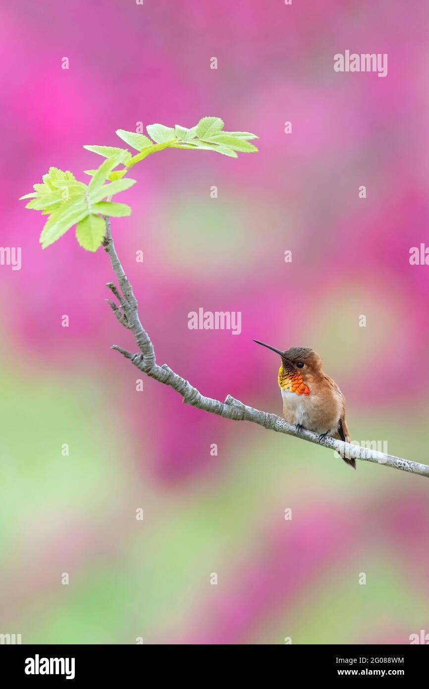 Pink hummingbird hi-res stock photography and images - Alamy