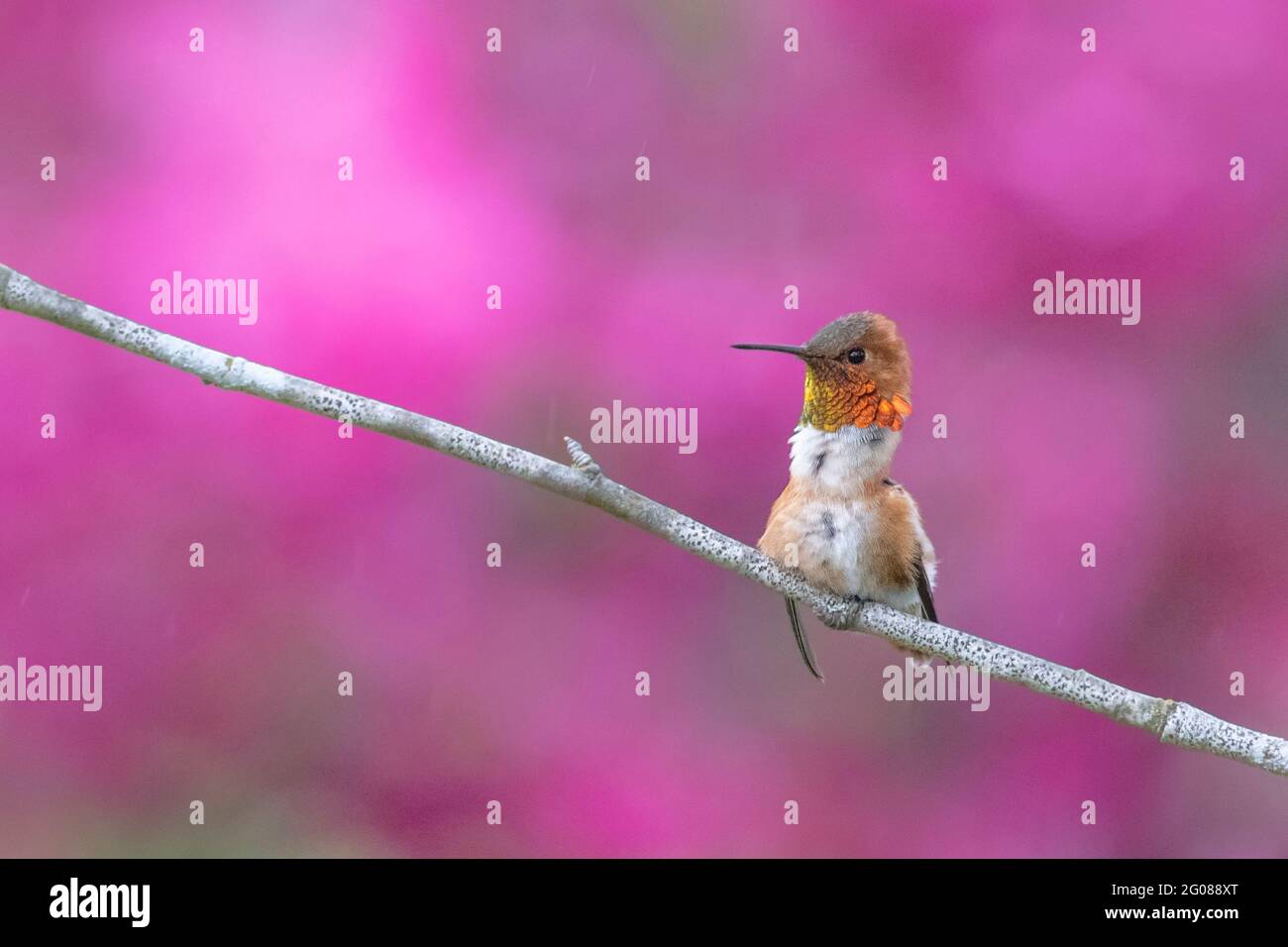 Rufous Hummingbird bird at Vancouver BC Canada Stock Photo - Alamy
