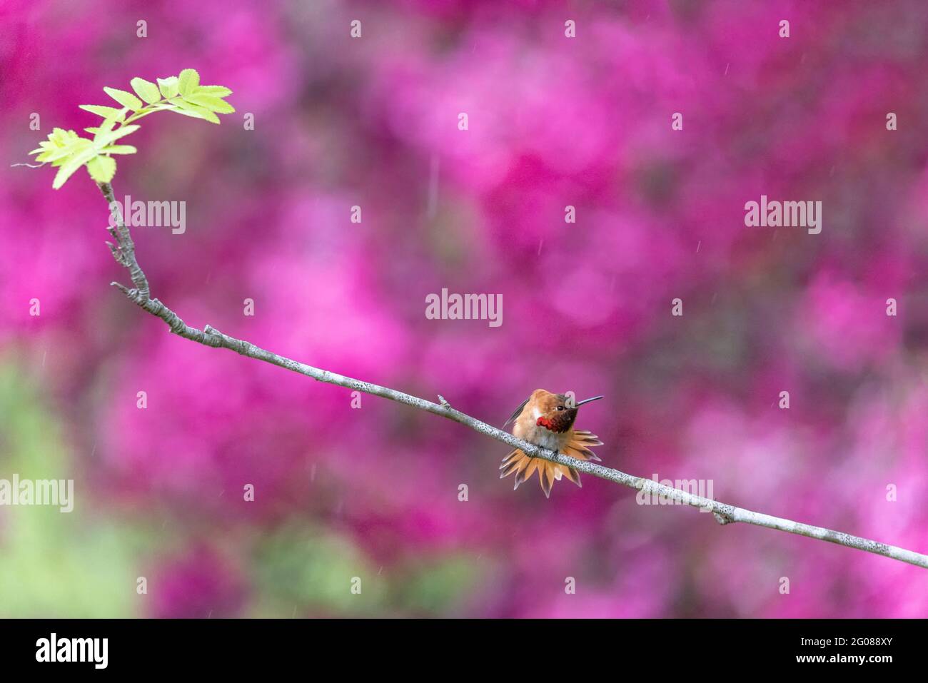 Rufous Hummingbird bird at Vancouver BC Canada Stock Photo - Alamy