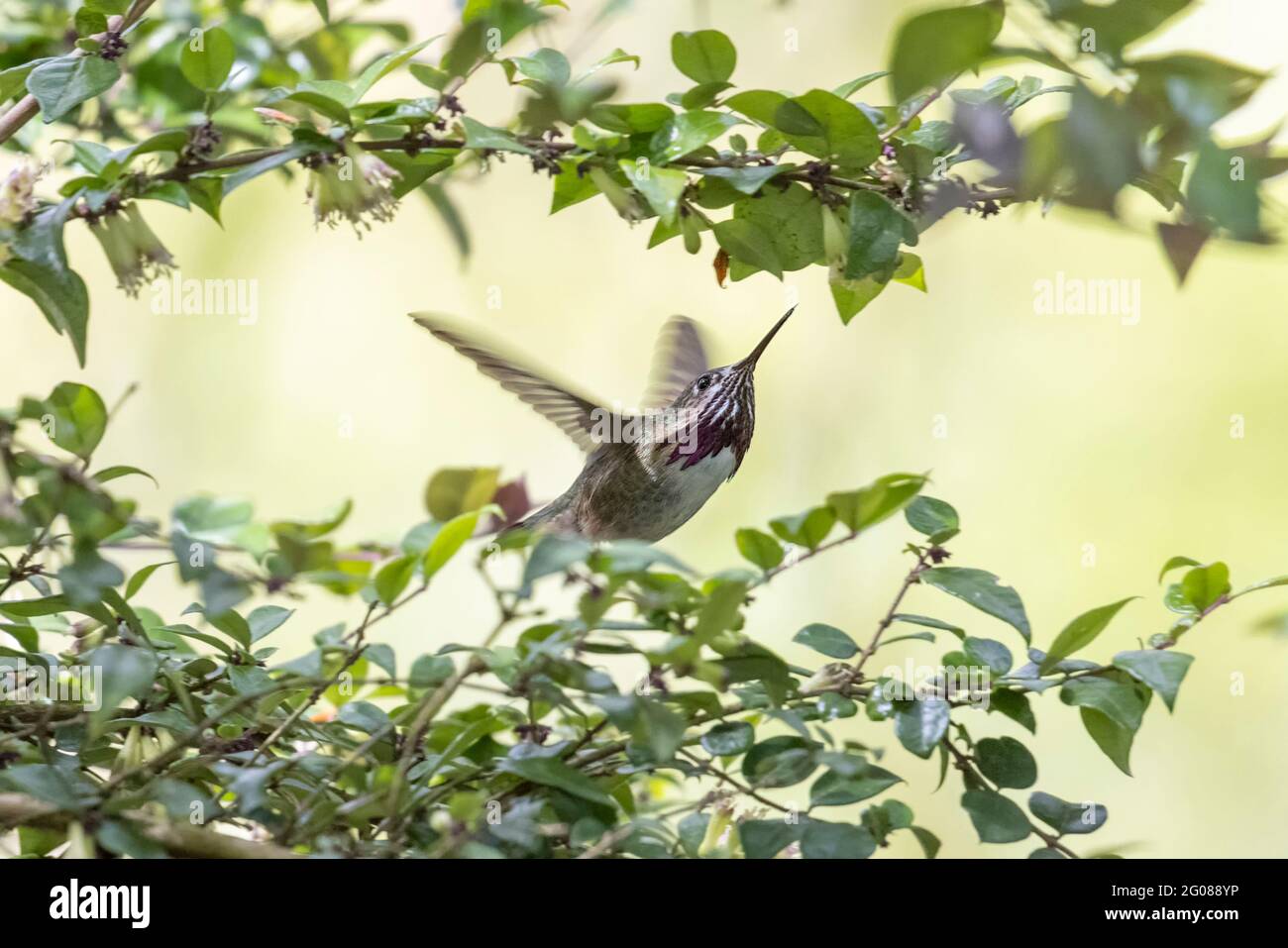 Calliope Hummingbird bird at Vancouver BC Canada Stock Photo - Alamy